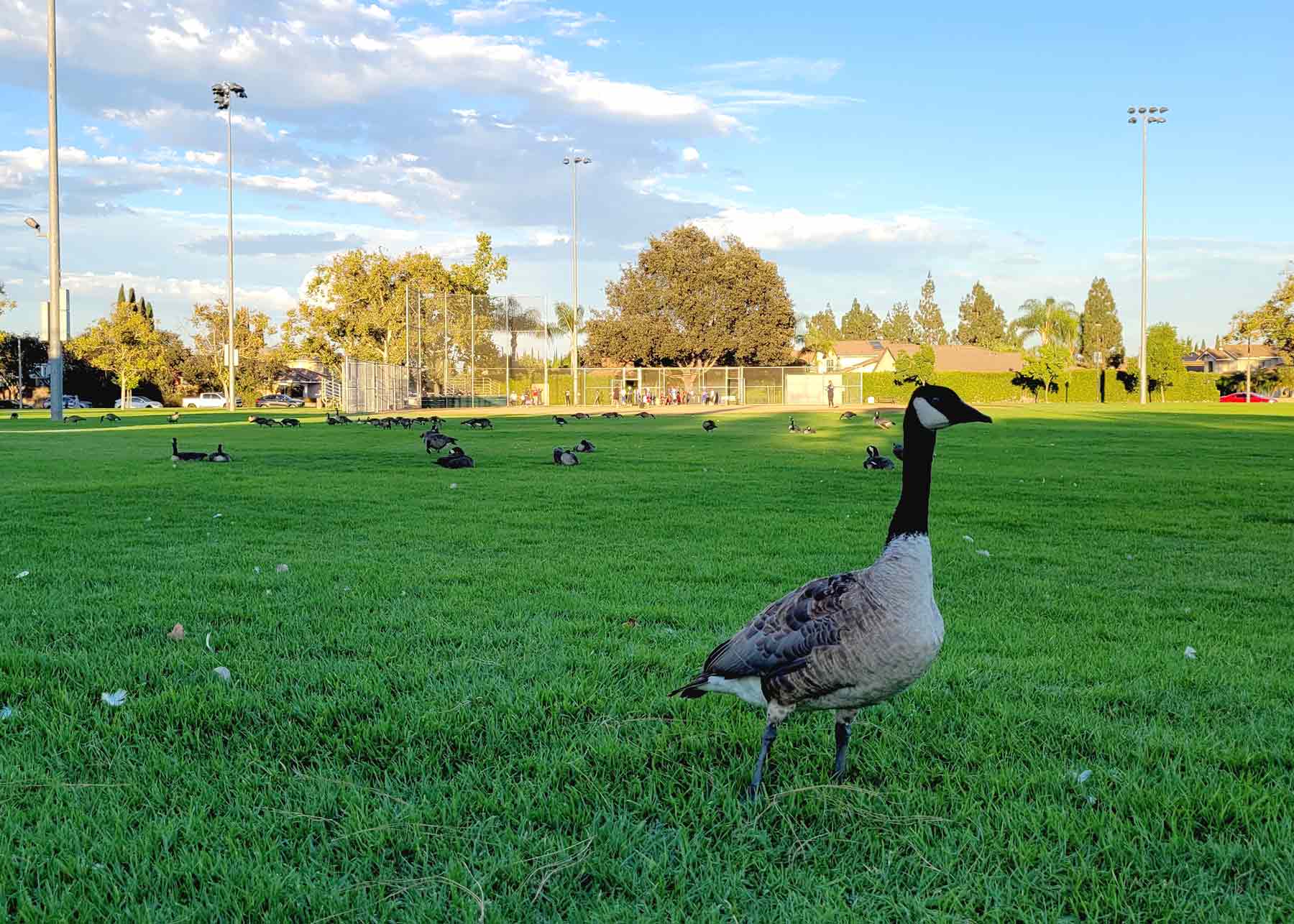 Goose Poop Scooper Pickup - Tow and Collect - US